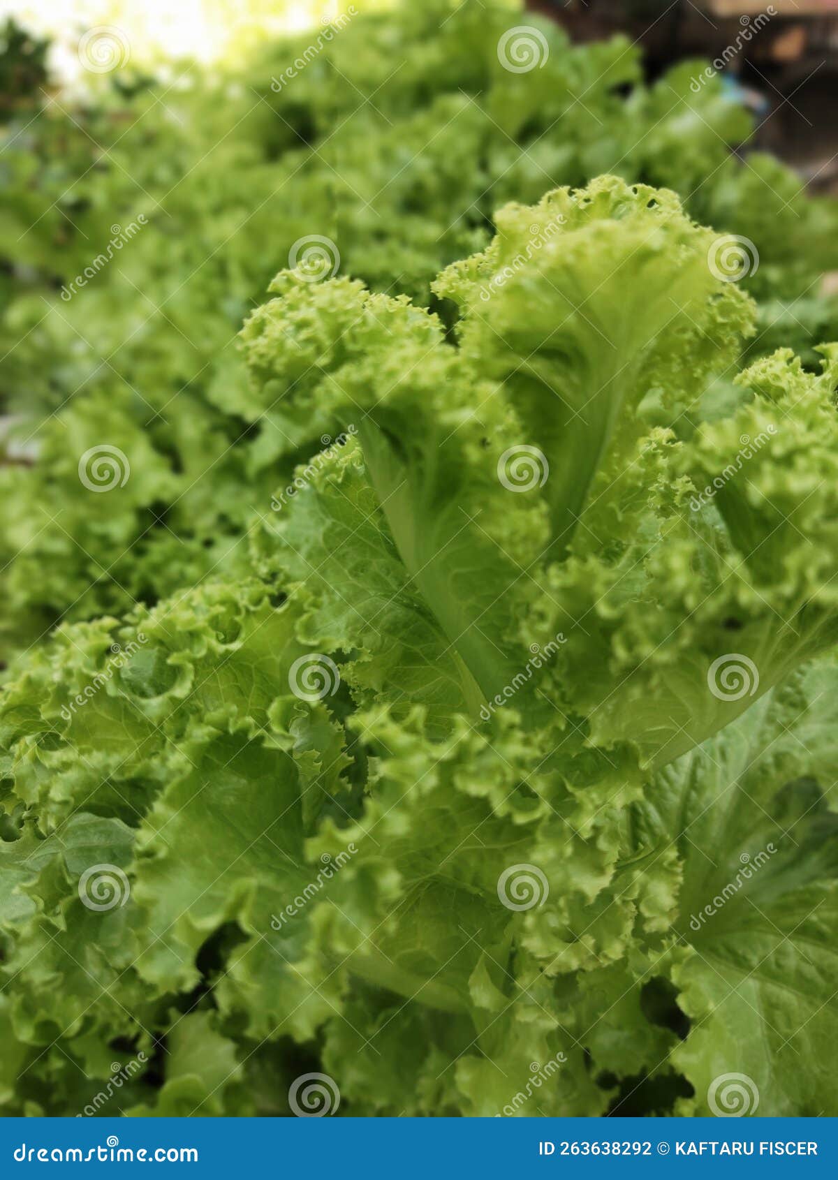 Planta de lechuga verde foto de archivo. Imagen de lechuga - 263638292