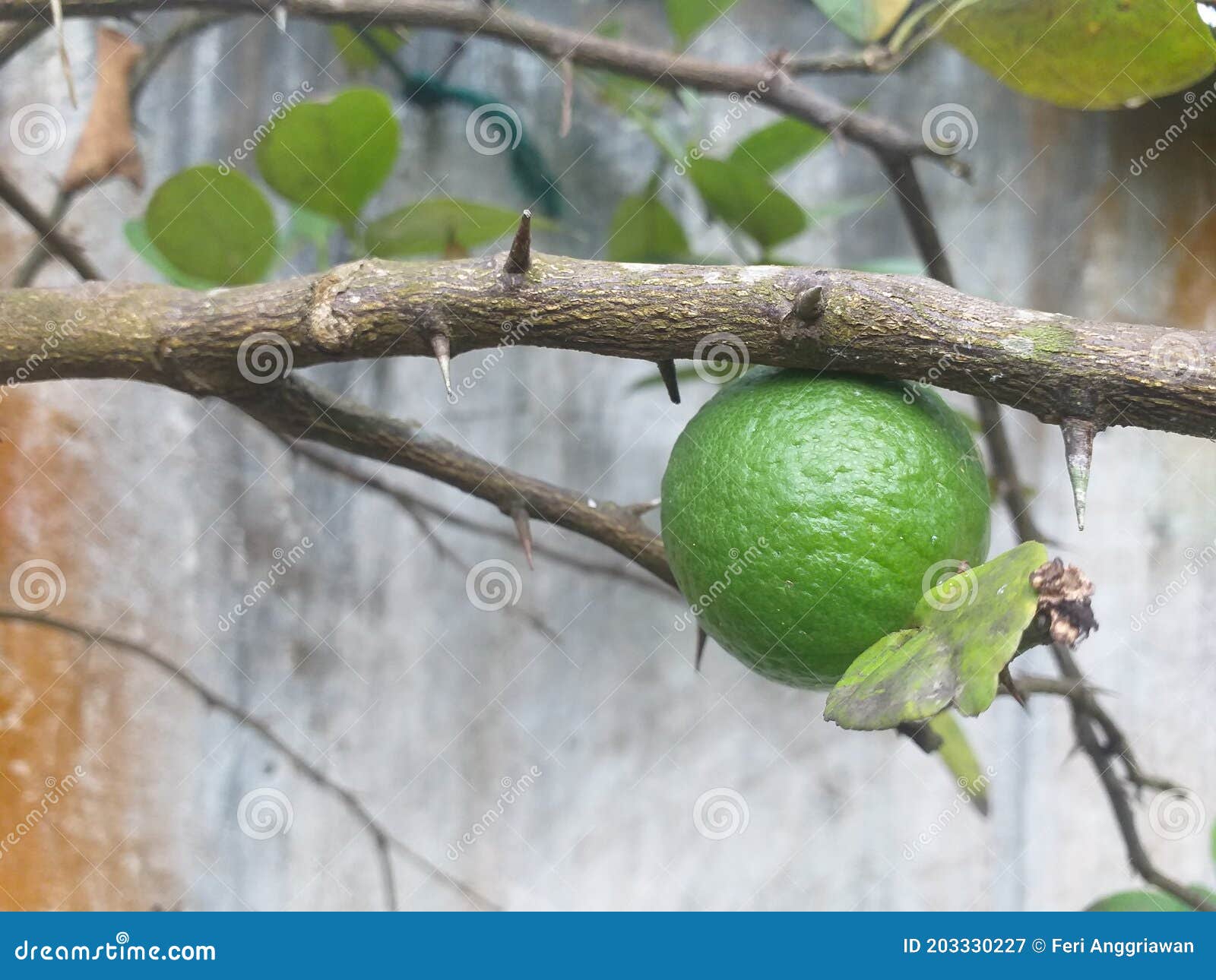 Planta De Lima Preciosa Y Fresca Imagen de archivo - Imagen de fruta ...