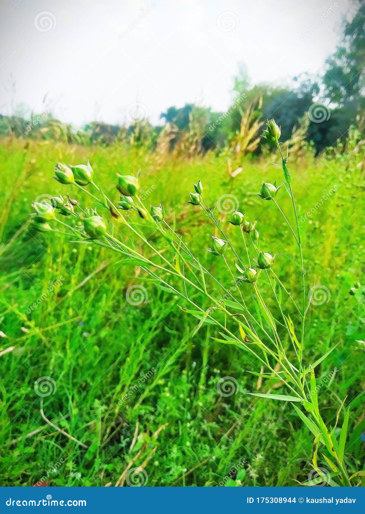 Planta De Lino. Conocido Aceite De Linaza Foto de archivo - Imagen de ...