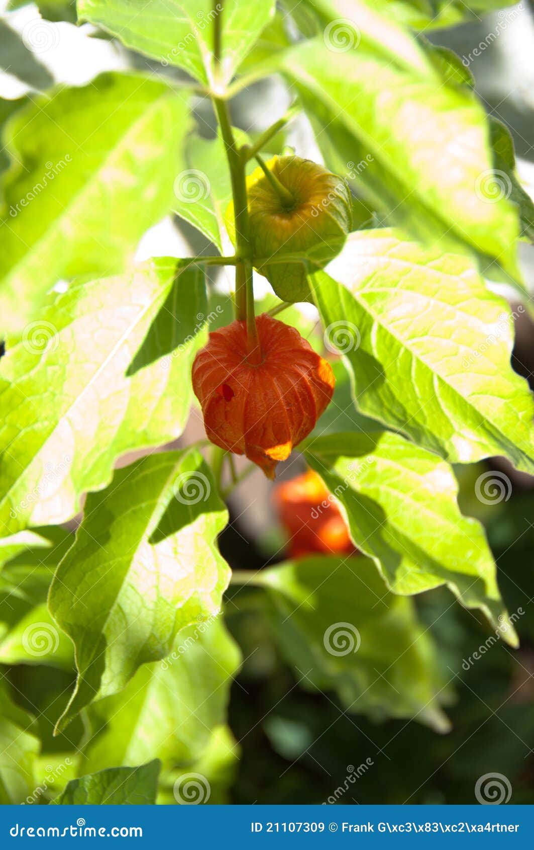 imágenes comunes del Planta De Linterna China - los derechos de la ...