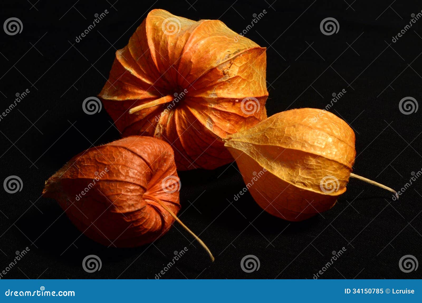 Planta de linterna china imagen de archivo. Imagen de planta - 34150785