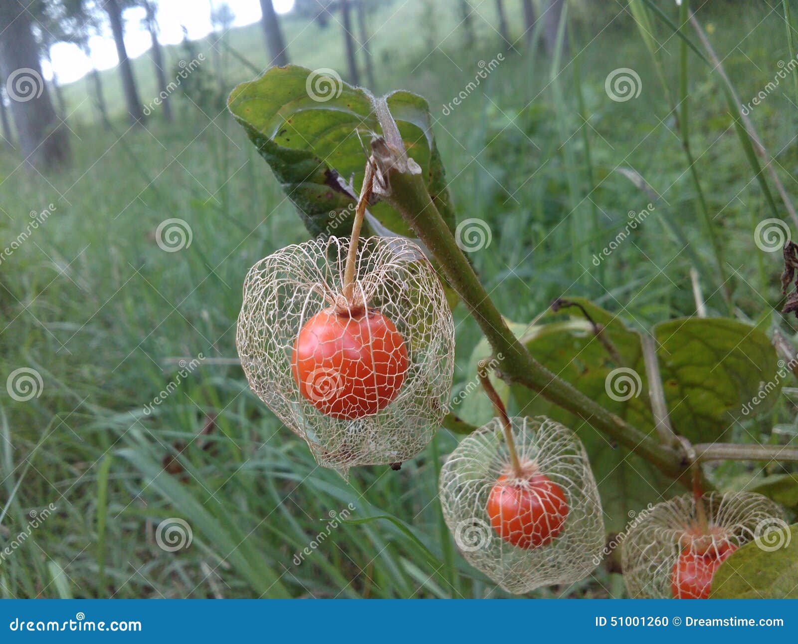 Planta de linterna china foto de archivo. Imagen de hermoso - 51001260