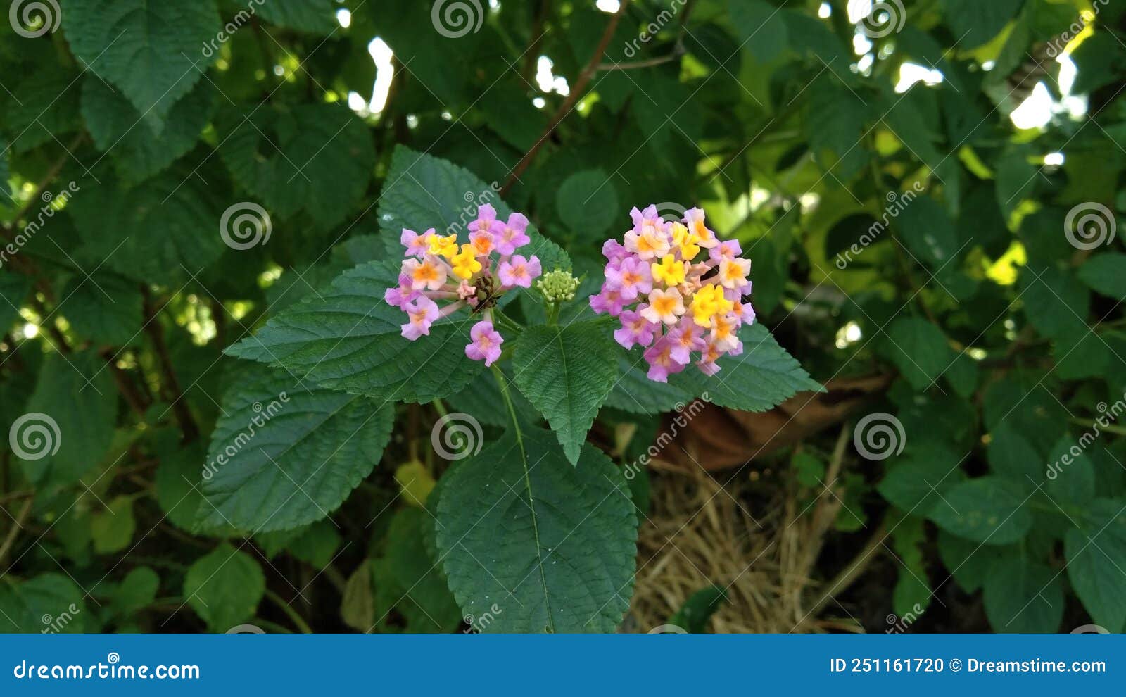 Planta De Lippia Alba En Flor Foto de archivo - Imagen de cubo, verde ...