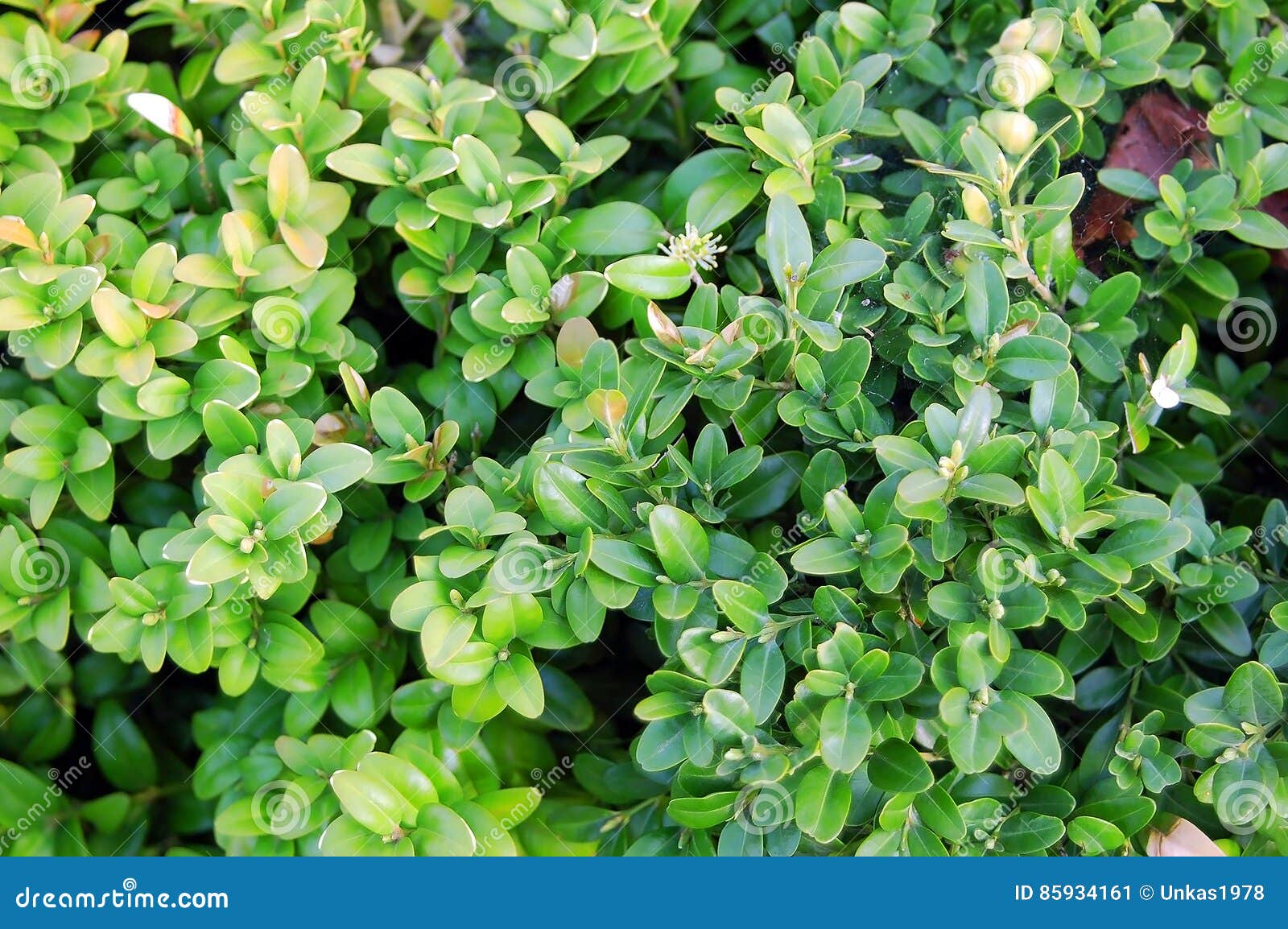 Planta De Los Sempervirens Del Buxus Imagen de archivo - Imagen de ...