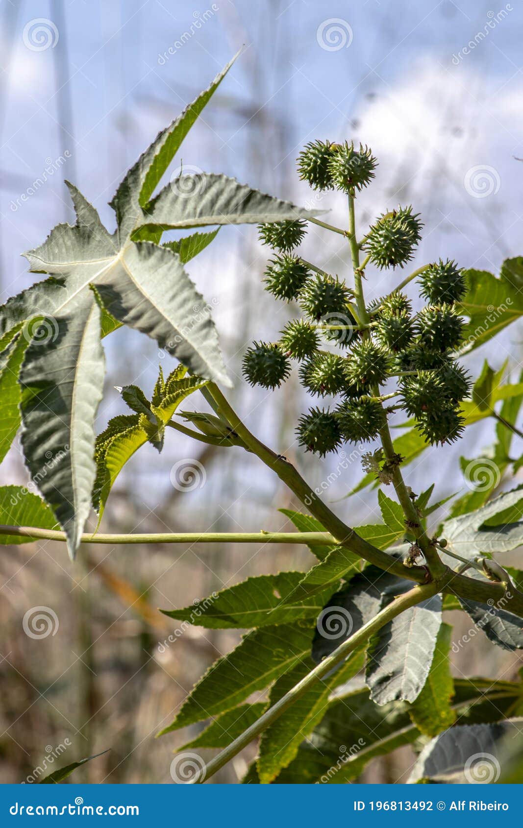 Planta de mamona no campo foto de stock. Imagem de brasileiro - 196813492