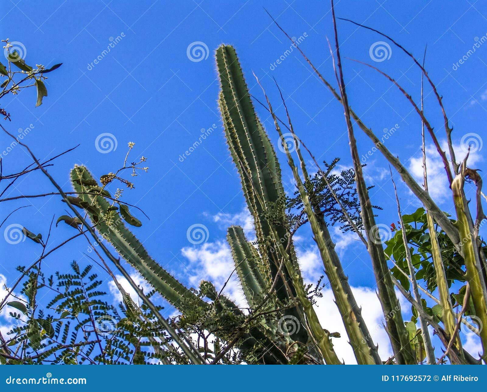 Planta de Mandacaru foto de archivo. Imagen de flor - 117692572
