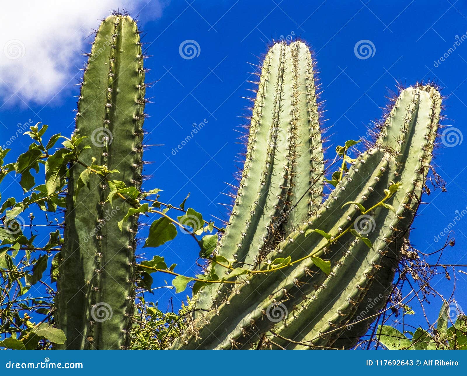 Planta de Mandacaru imagem de stock. Imagem de flor - 117692643