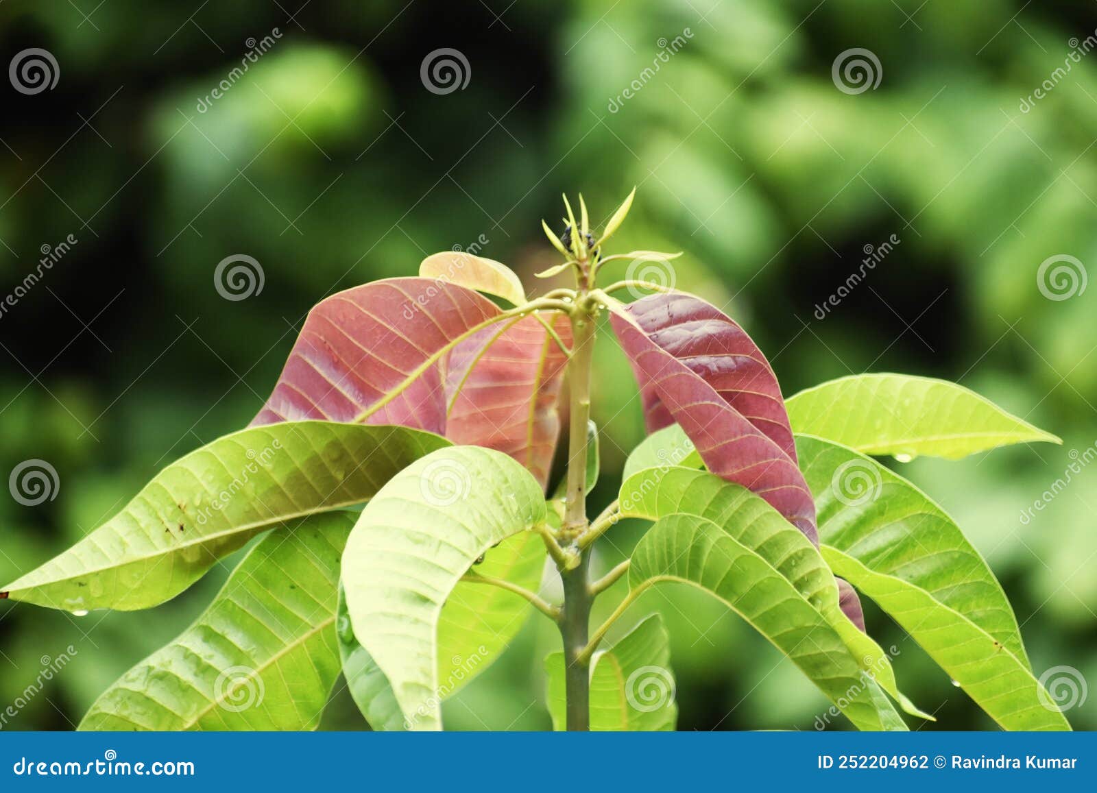 Planta de mango foto de archivo. Imagen de alimento - 252204962