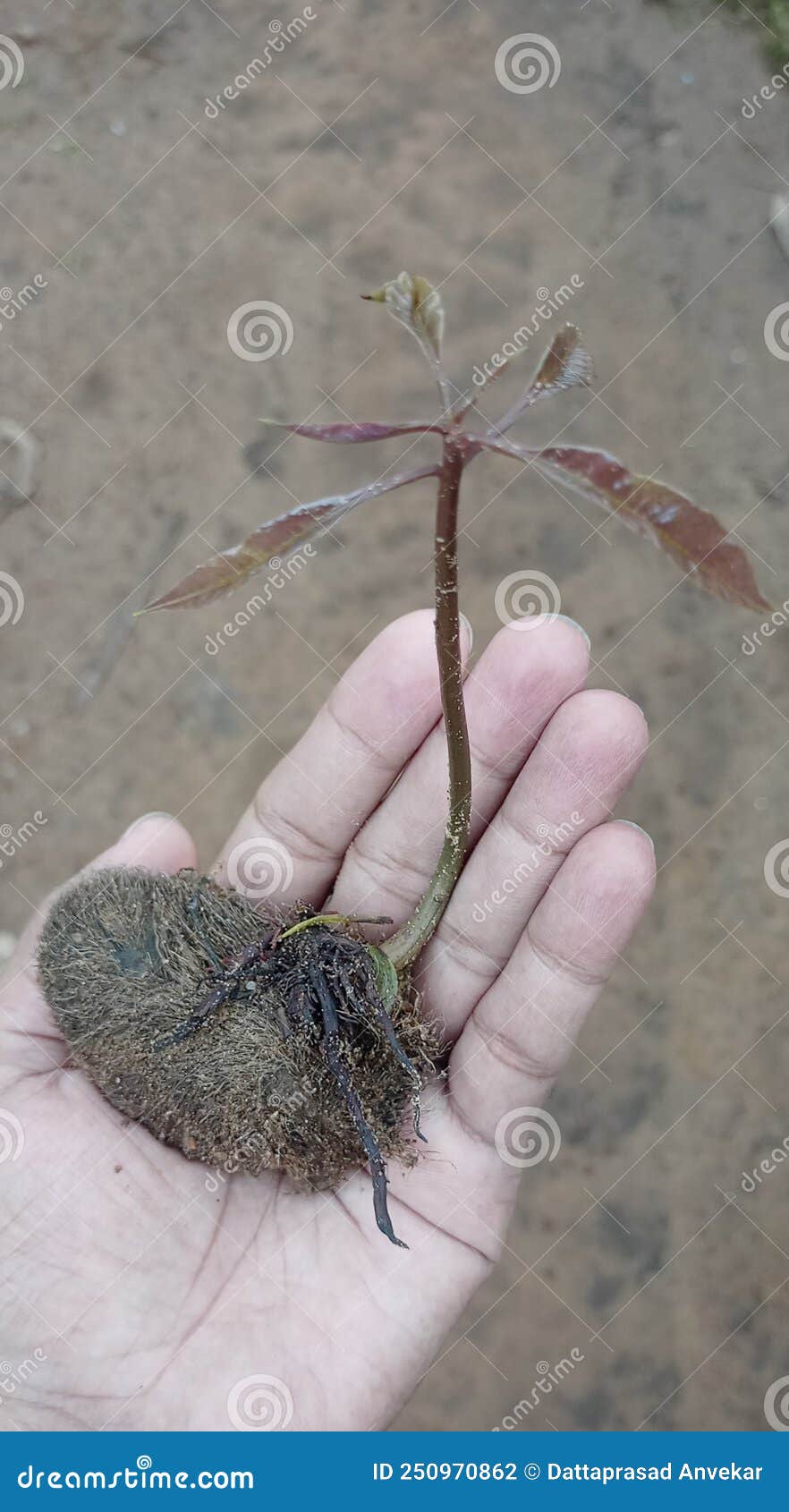 Planta De Mango Con Mano Humana Foto de archivo - Imagen de ronquido ...