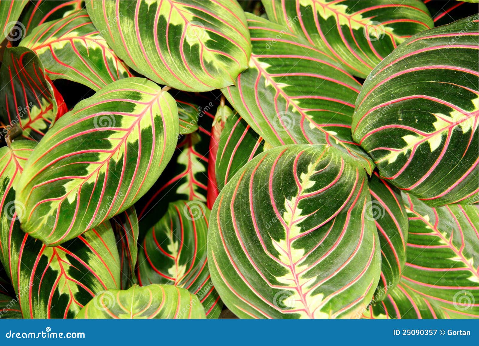 Maranta plant imagem de stock. Imagem de isolated, flower - 25090357