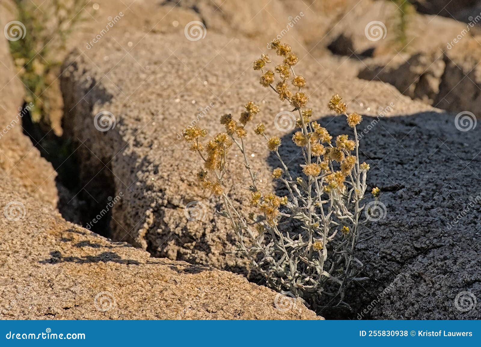 Planta De Marcela Com Sementes Secas No Meio Das Rochas Foto de Stock ...