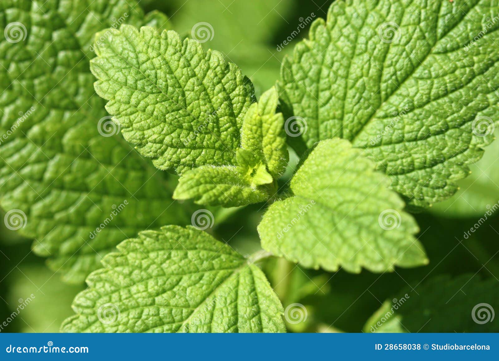 Planta de Melissa foto de stock. Imagem de frescor, ecologia - 28658038