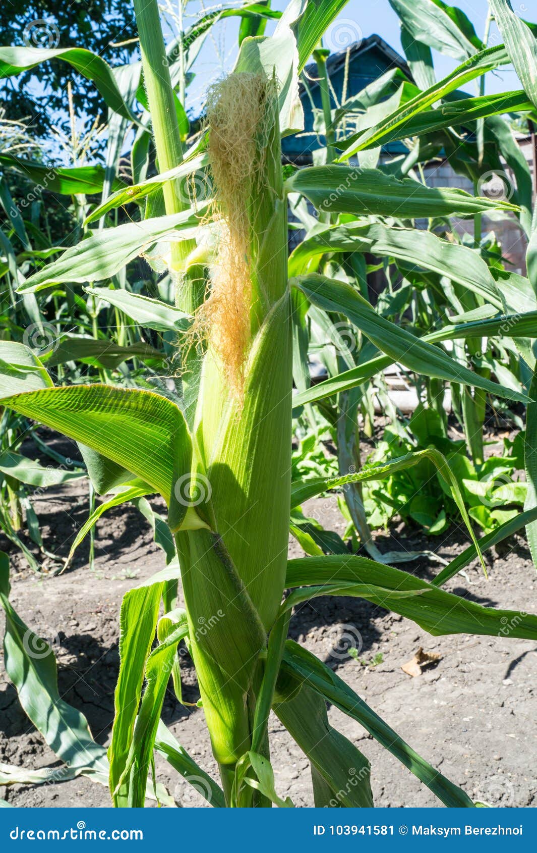 Planta de milho imagem de stock. Imagem de agricultura - 103941581