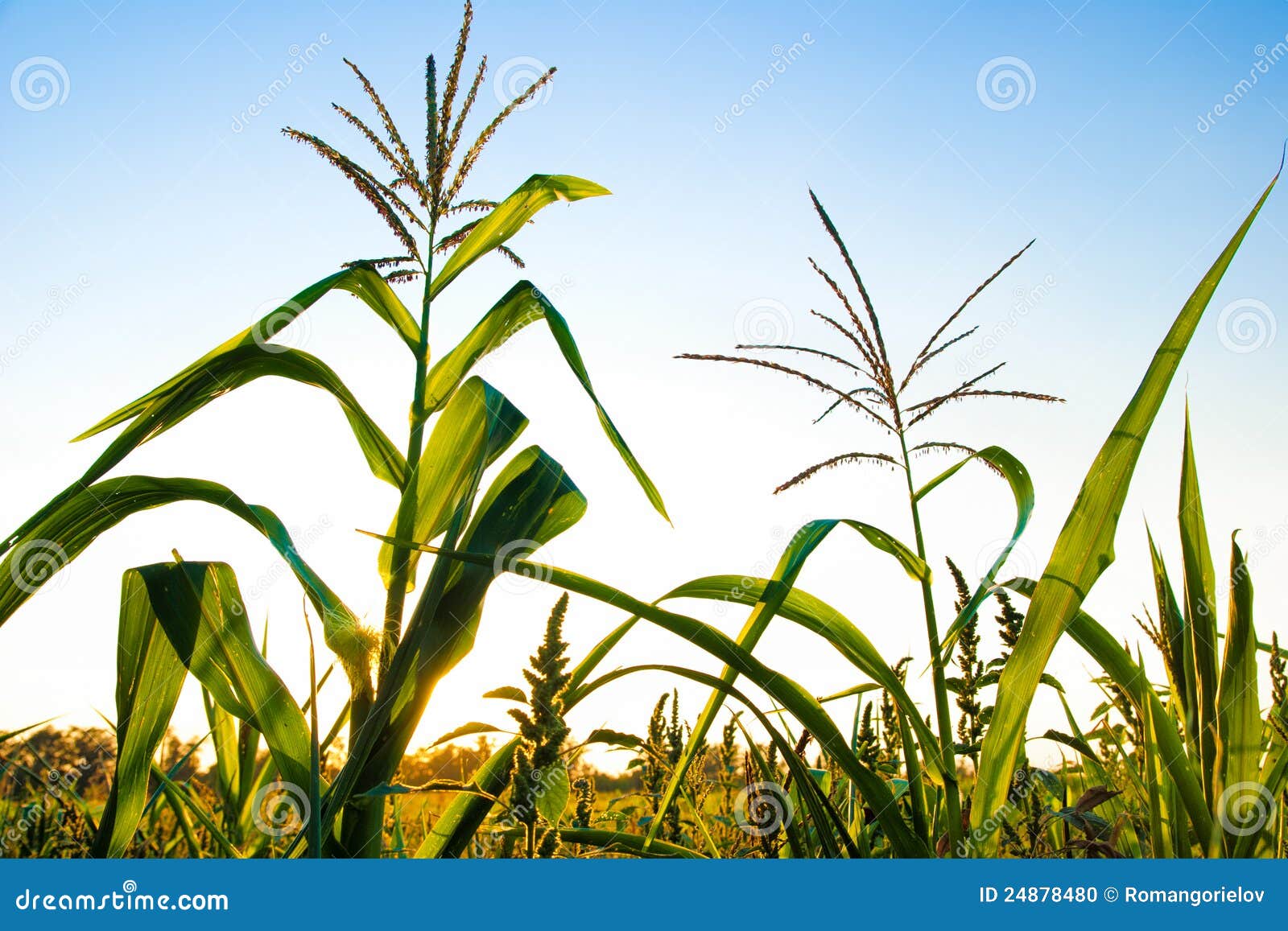 Planta de milho foto de stock. Imagem de nave, agricultura - 24878480