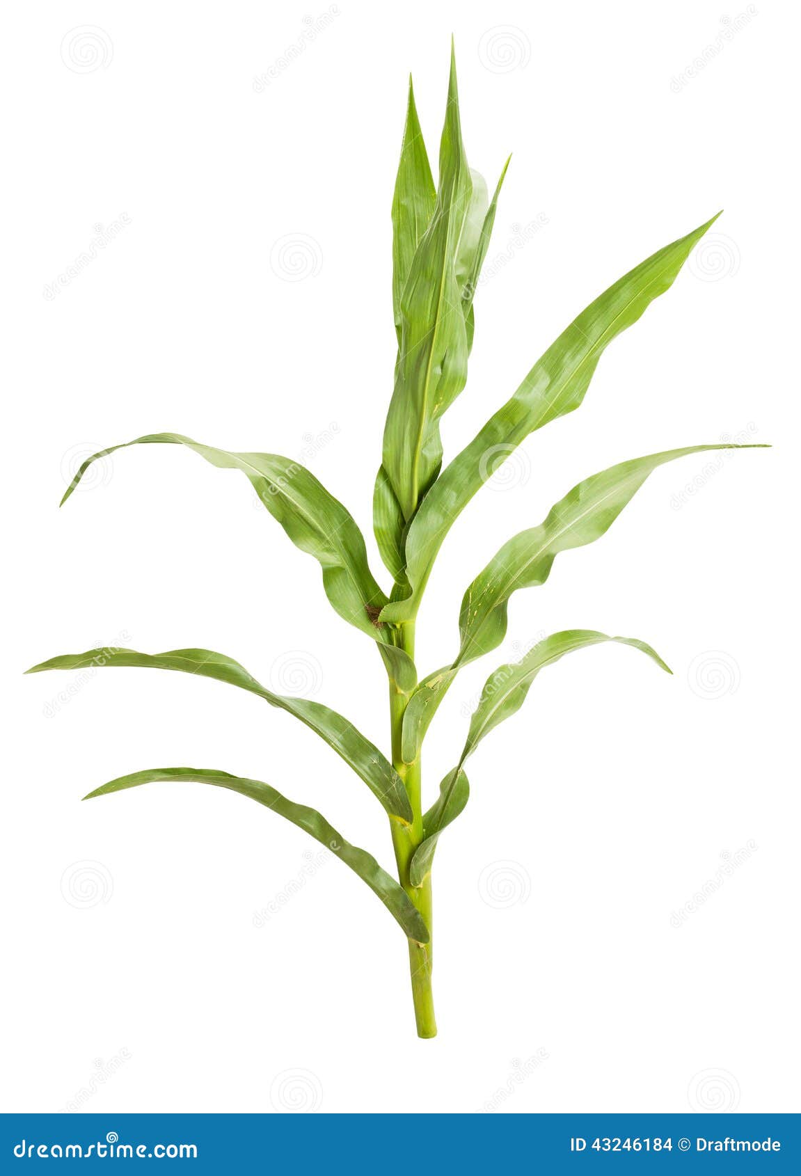 Planta de milho foto de stock. Imagem de cultivado, mexido - 43246184