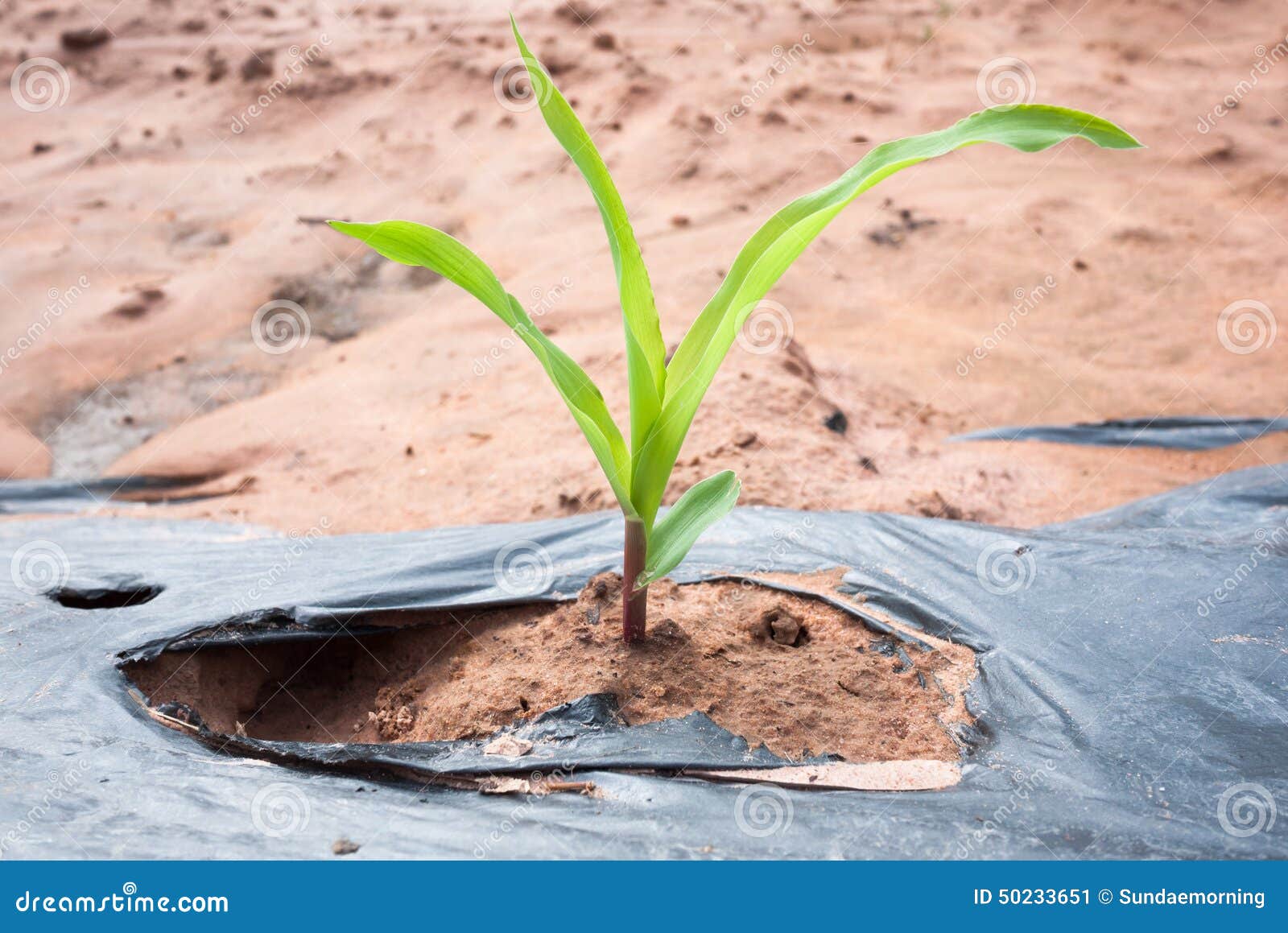 Planta de milho imagem de stock. Imagem de agricultura - 50233651
