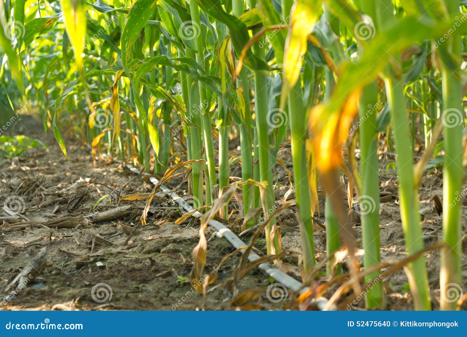 Planta de milho foto de stock. Imagem de folha, campo - 52475640