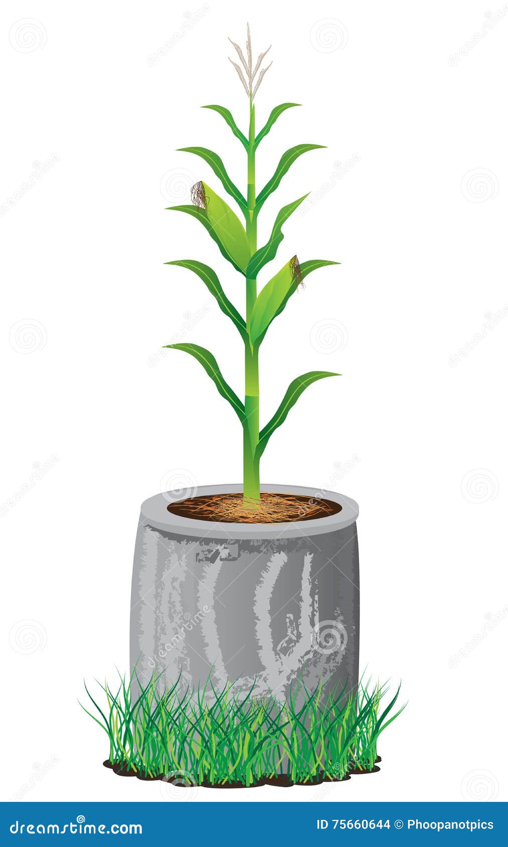 Planta de milho ilustração stock. Ilustração de projeto - 75660644