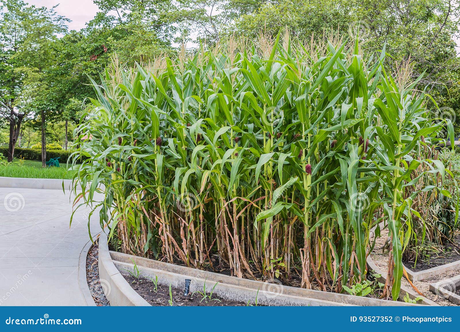 Planta de milho foto de stock. Imagem de ingrediente - 93527352