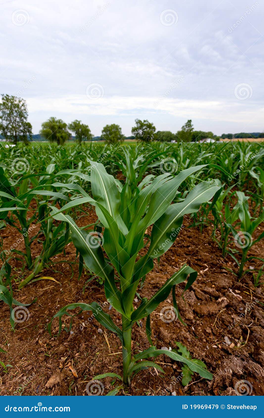 Planta De Milho No Campo Das Plantas Imagem de Stock - Imagem de ...