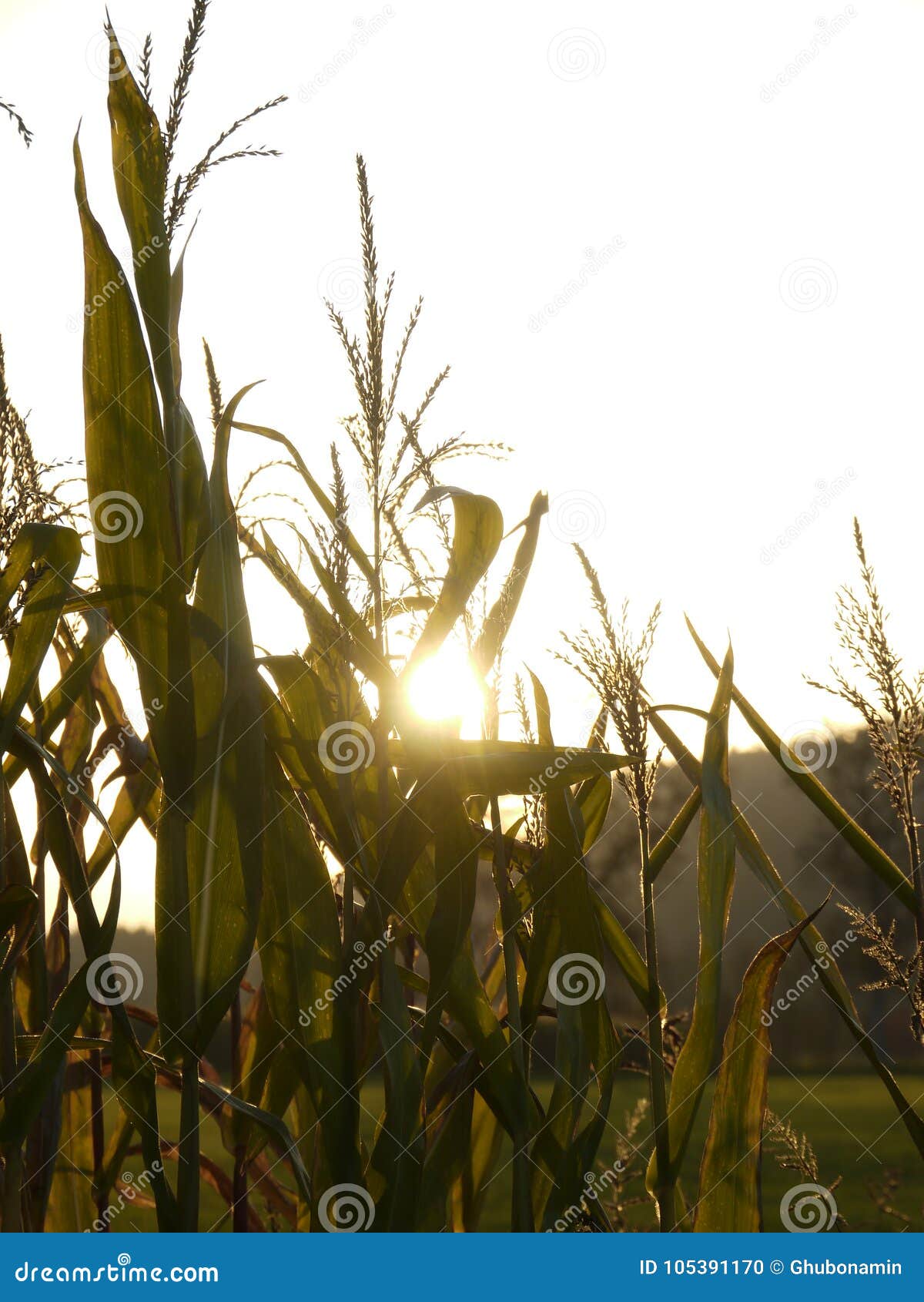 Planta de milho nova foto de stock. Imagem de cultura - 105391170