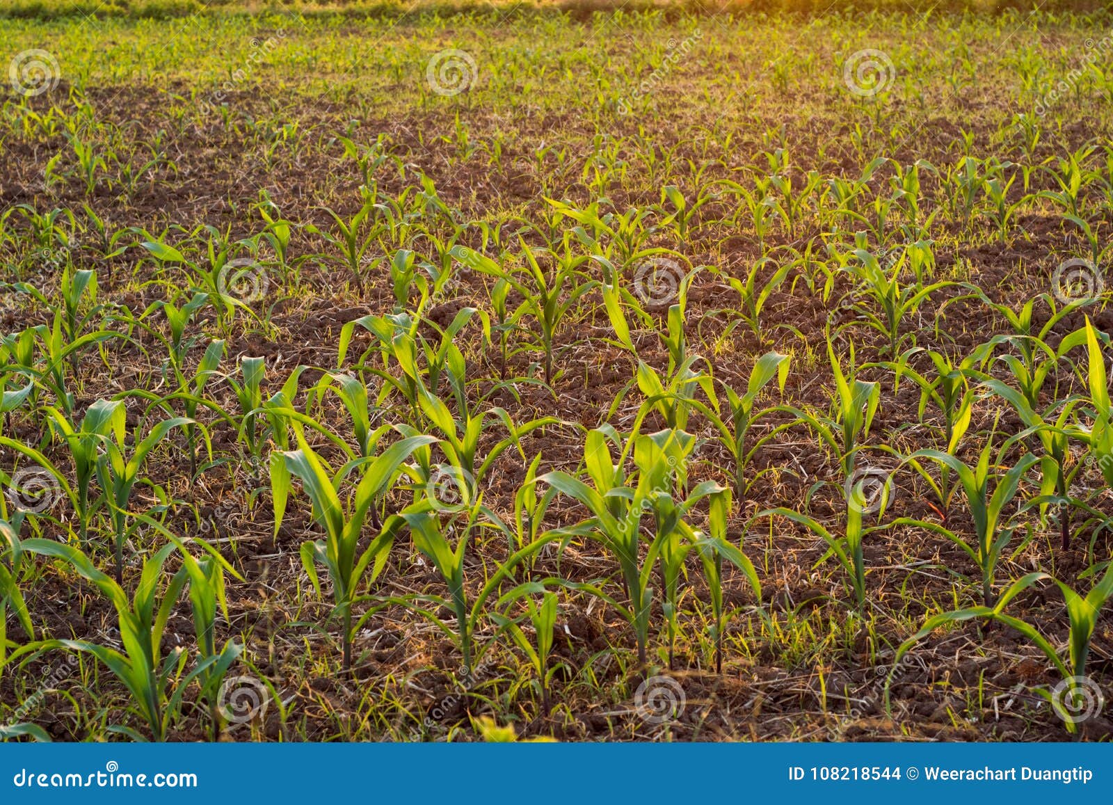 Planta de milho nova foto de stock. Imagem de alimento - 108218544