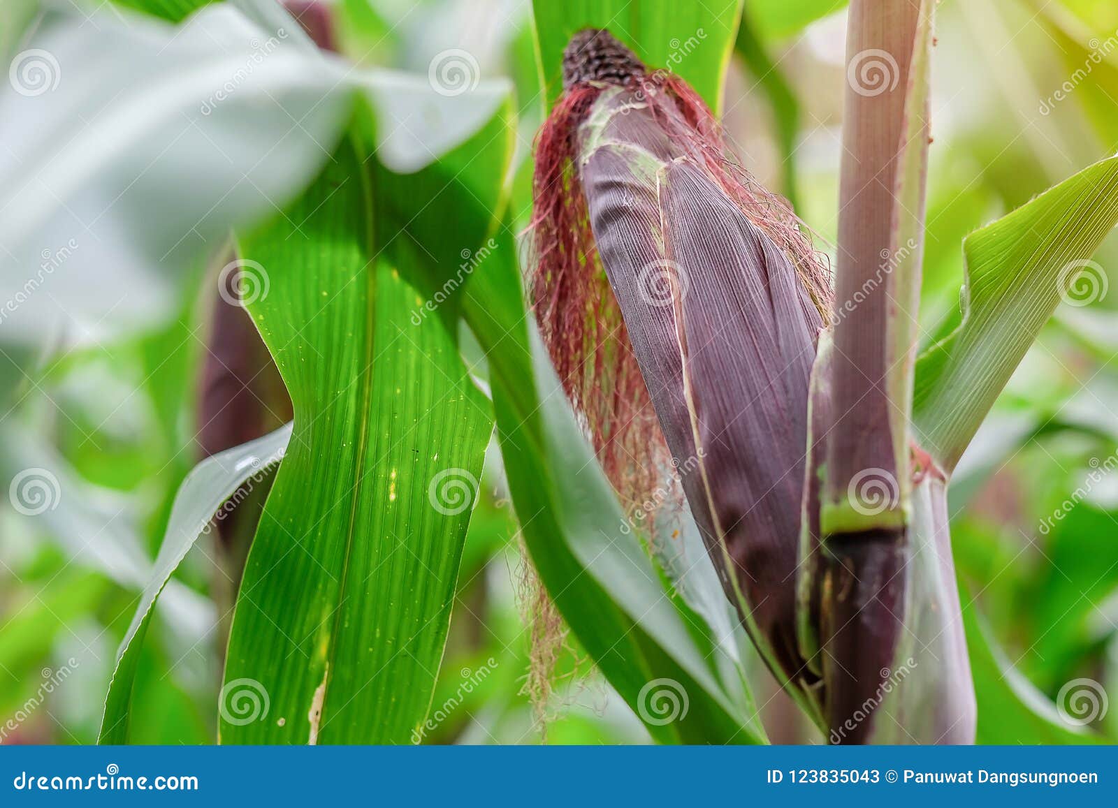 Planta de milho roxa imagem de stock. Imagem de verde - 123835043