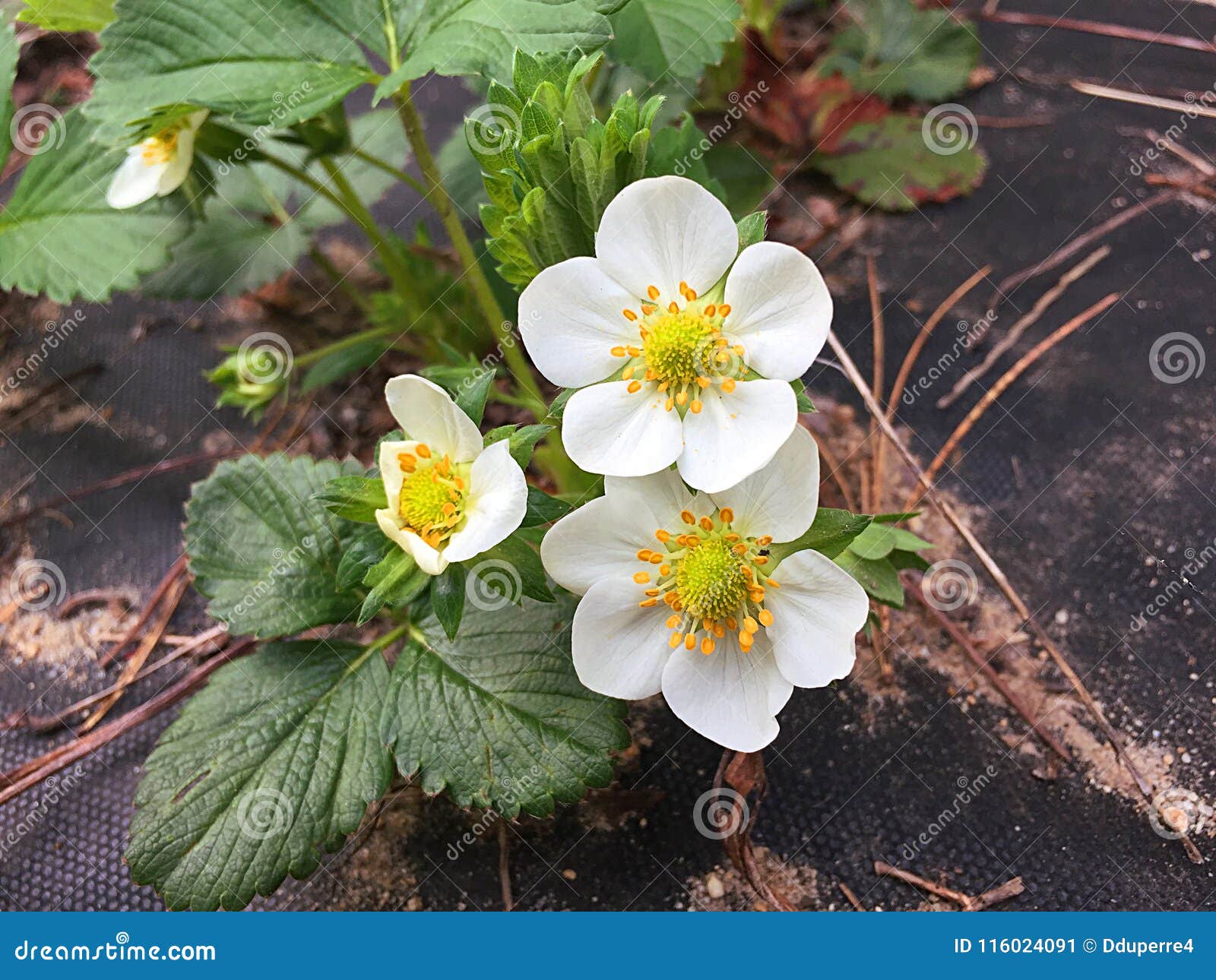 Planta de morango imagem de stock. Imagem de haste, morango - 116024091