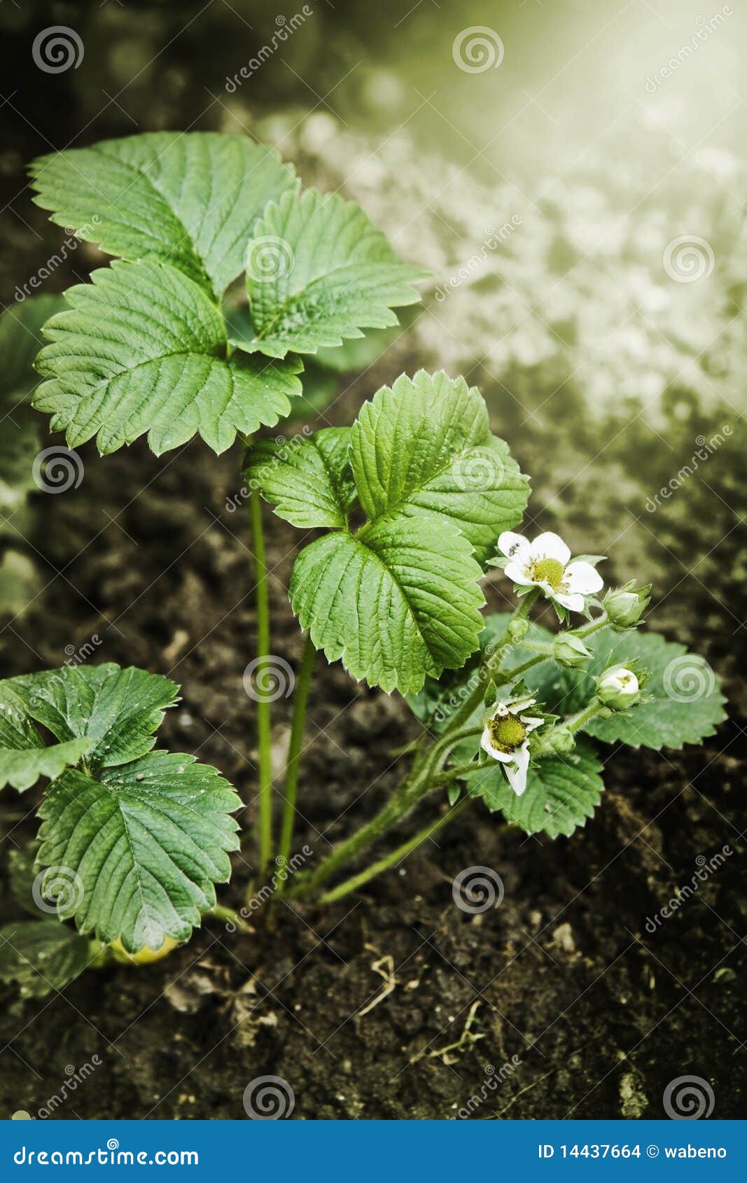 Planta de morango foto de stock. Imagem de crescimento - 14437664