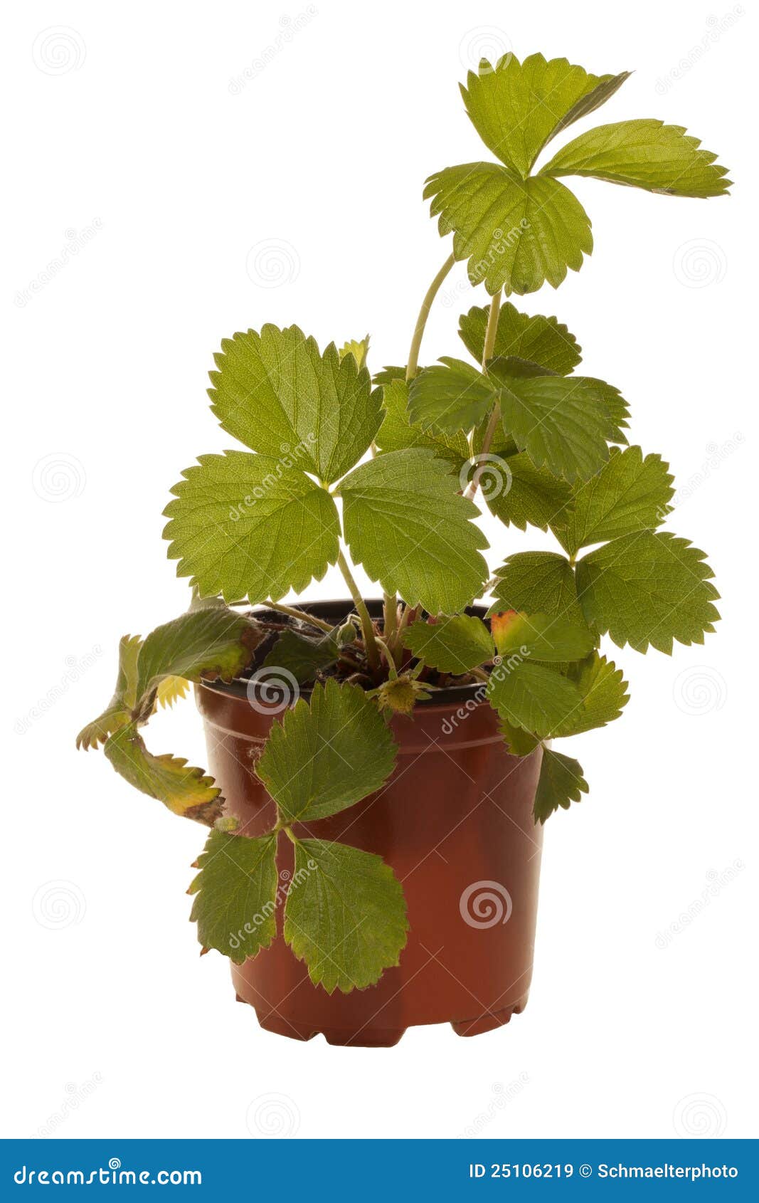 Planta de morango imagem de stock. Imagem de terra, cultivado - 25106219