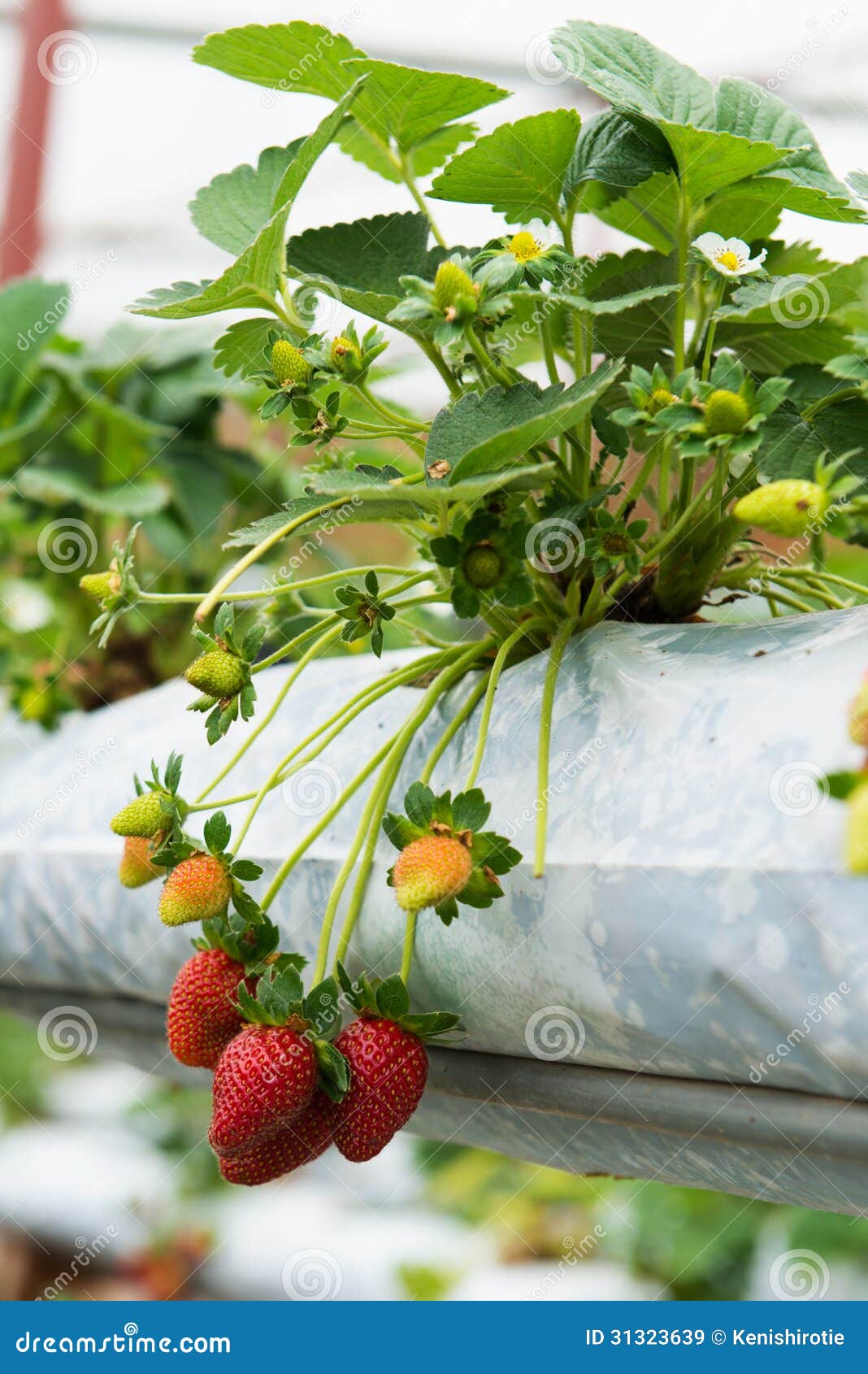 Planta de morango imagem de stock. Imagem de frutas, flora - 31323639