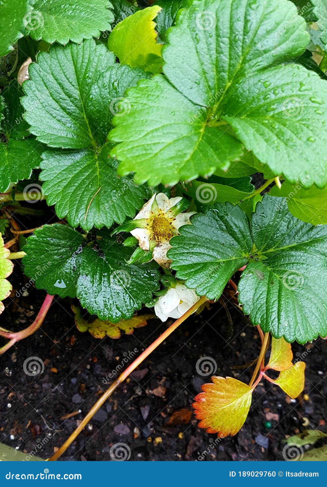 Planta De Morango Com Flor Branca Foto de Stock - Imagem de flor, verde ...