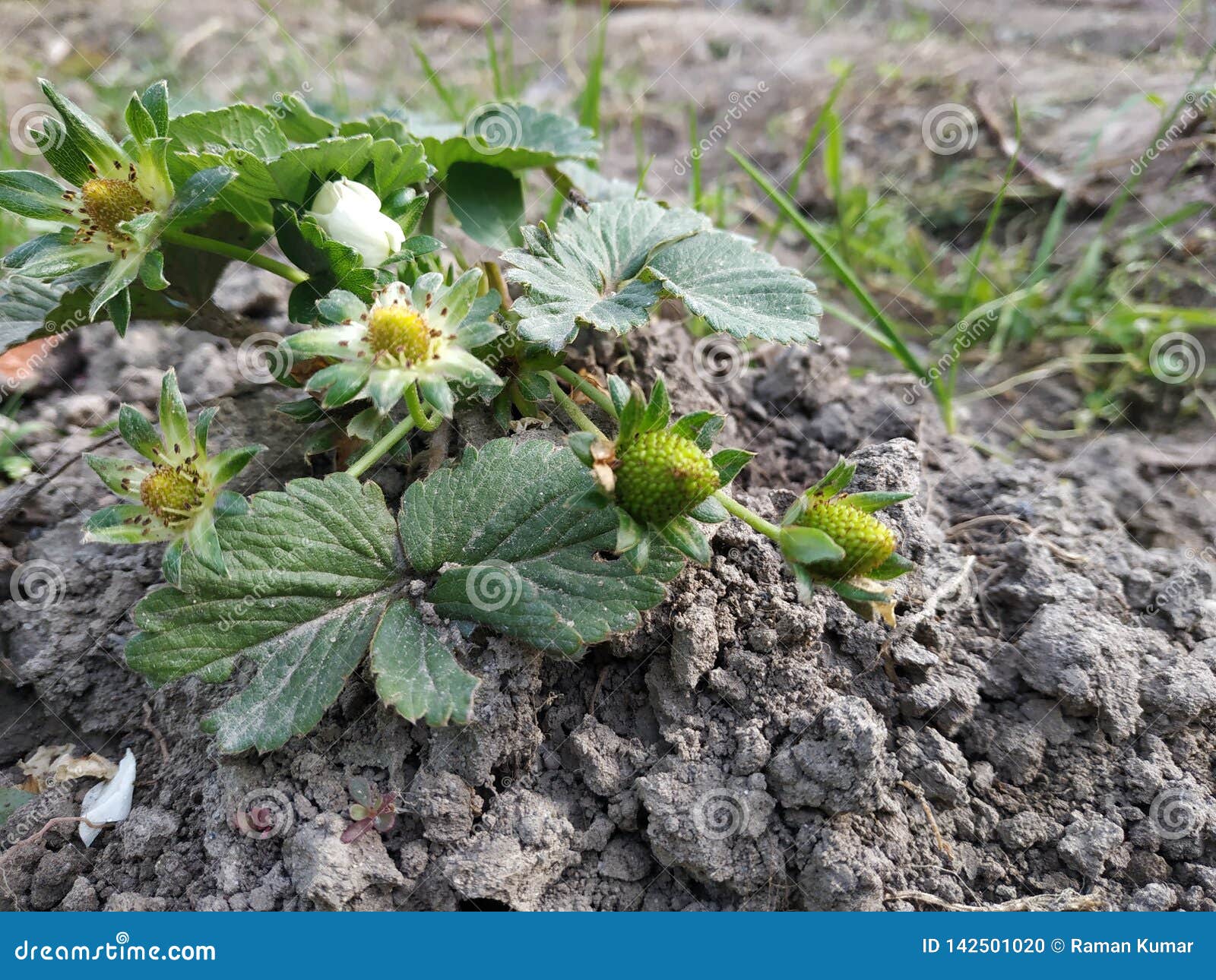 Planta De Morango Com Flor E Fruto Foto de Stock - Imagem de flor ...