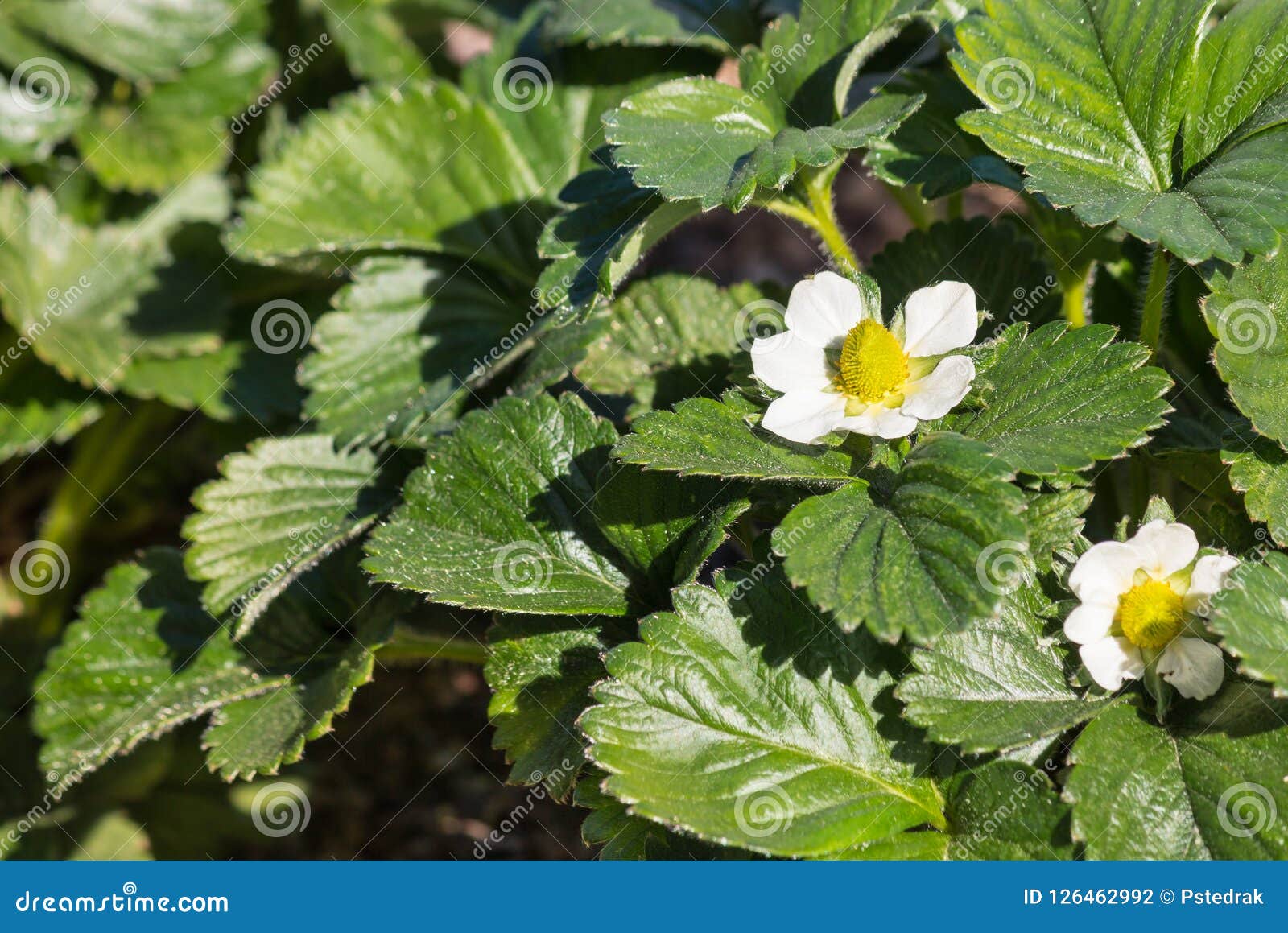 Planta De Morango Do Jardim Com As Flores Na Flor Foto de Stock ...