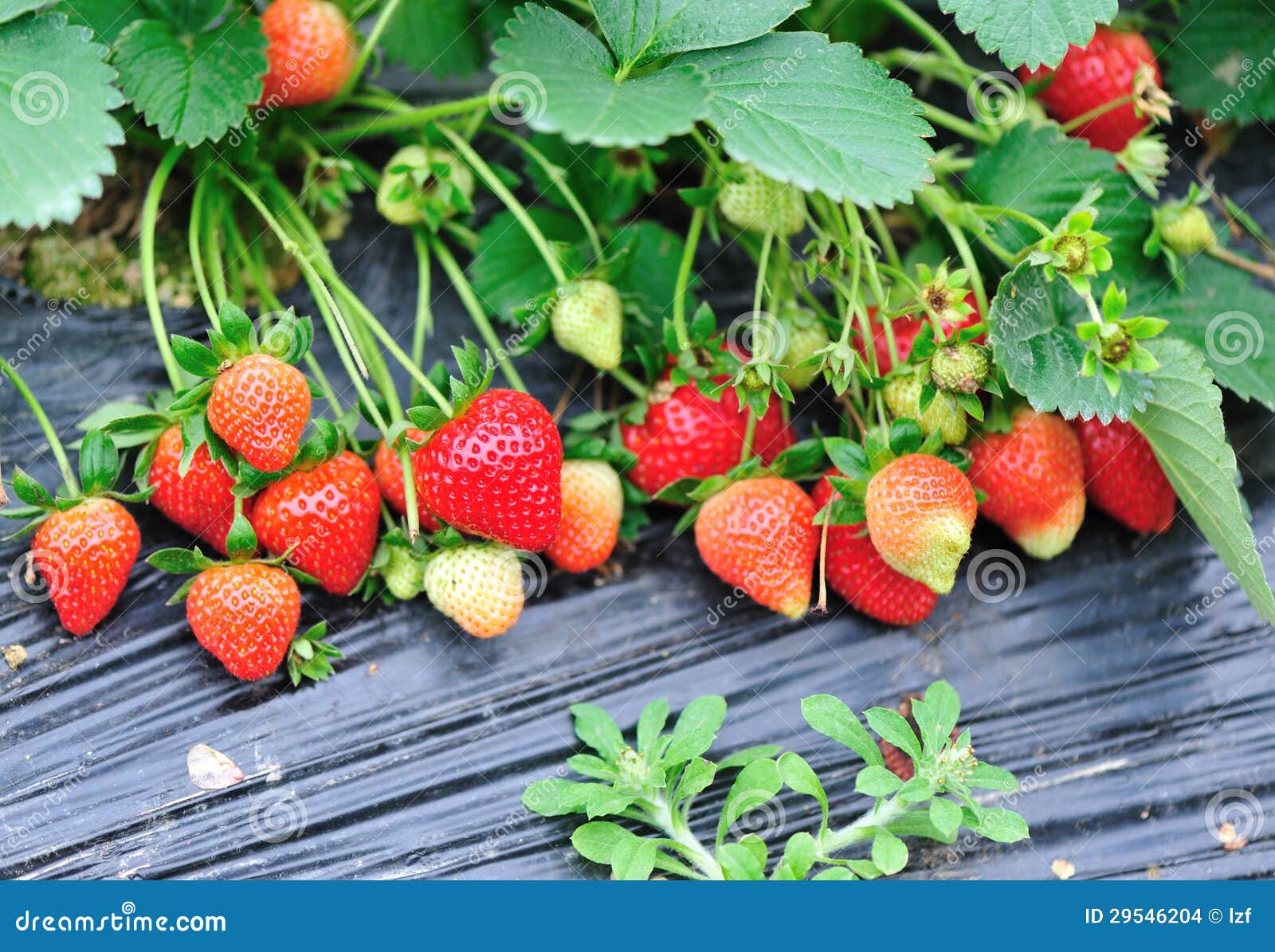 Planta de morango fresca foto de stock. Imagem de cultivo - 29546204