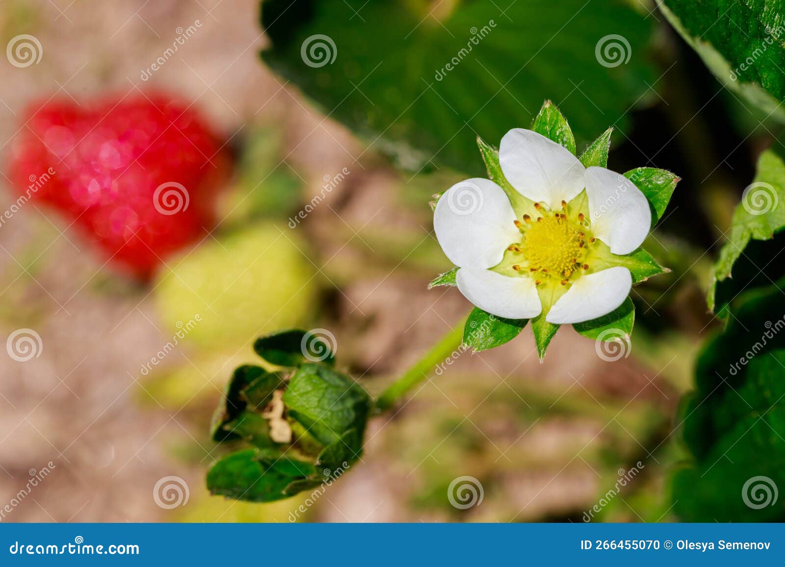 Planta De Morango No Jardim Tem Flores Brancas. Foto de Stock - Imagem ...