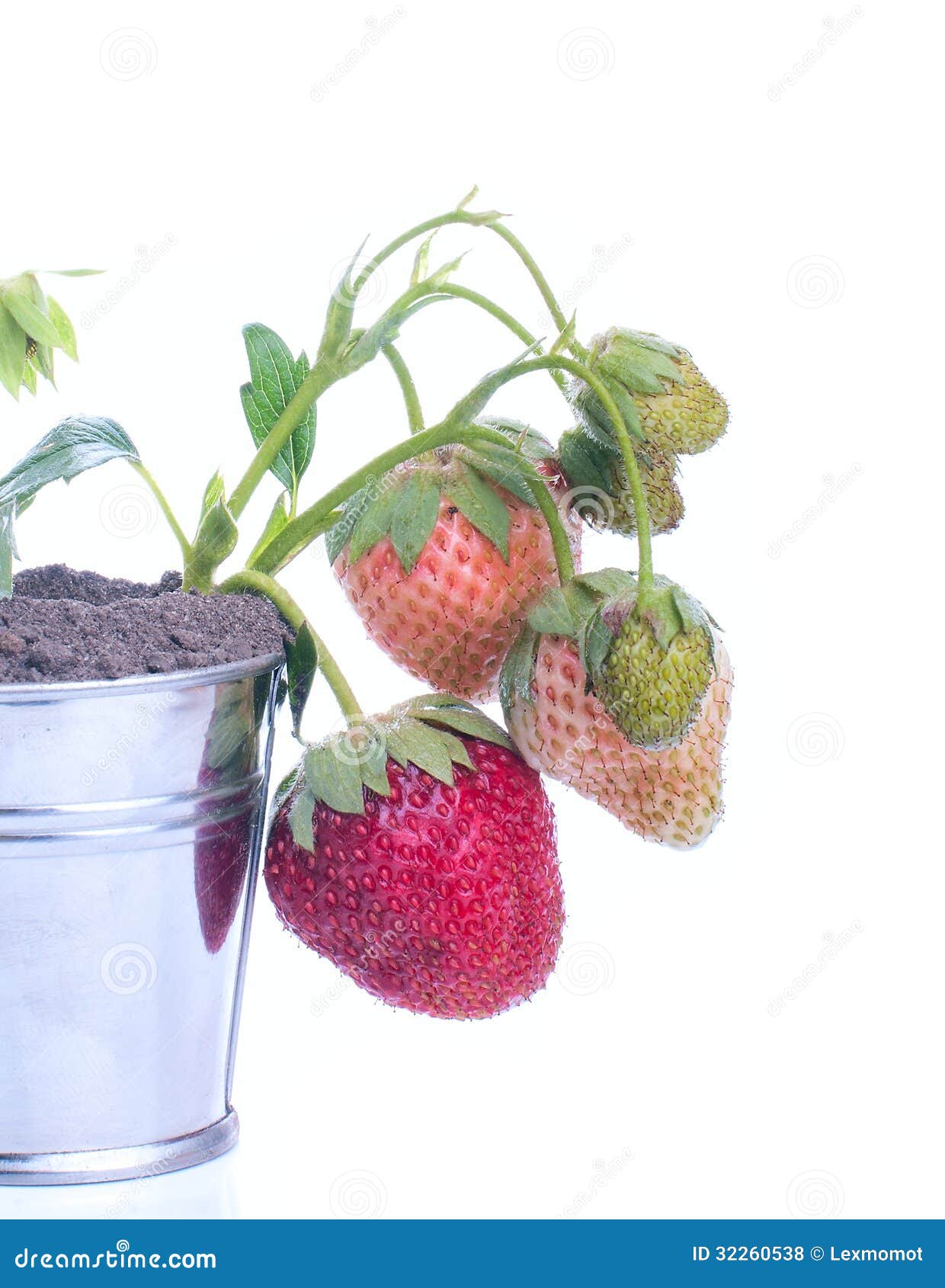 Planta de morango nova foto de stock. Imagem de fundo - 32260538