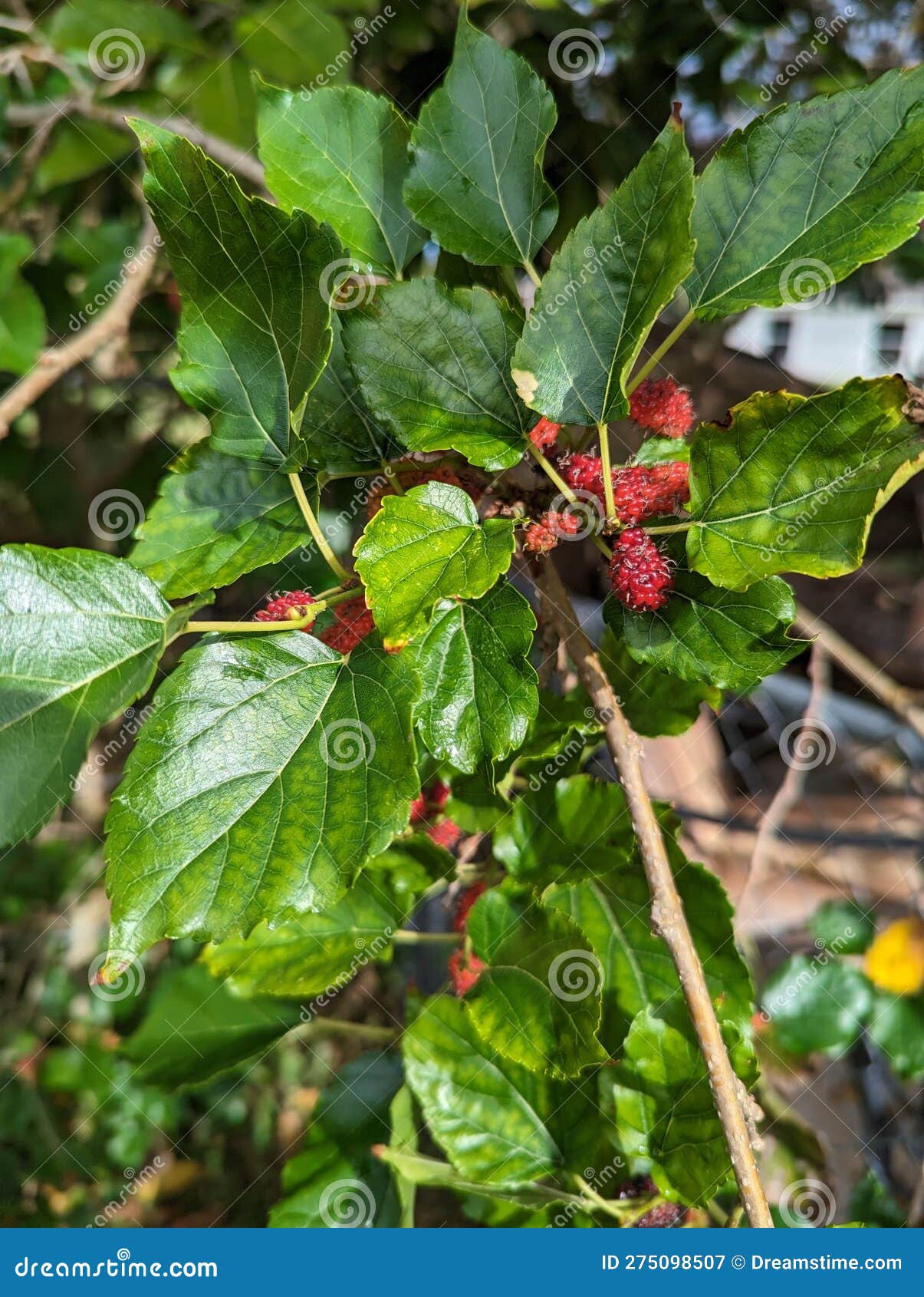 Planta De Moras Con Moras Rojas Imagen de archivo - Imagen de rojo ...