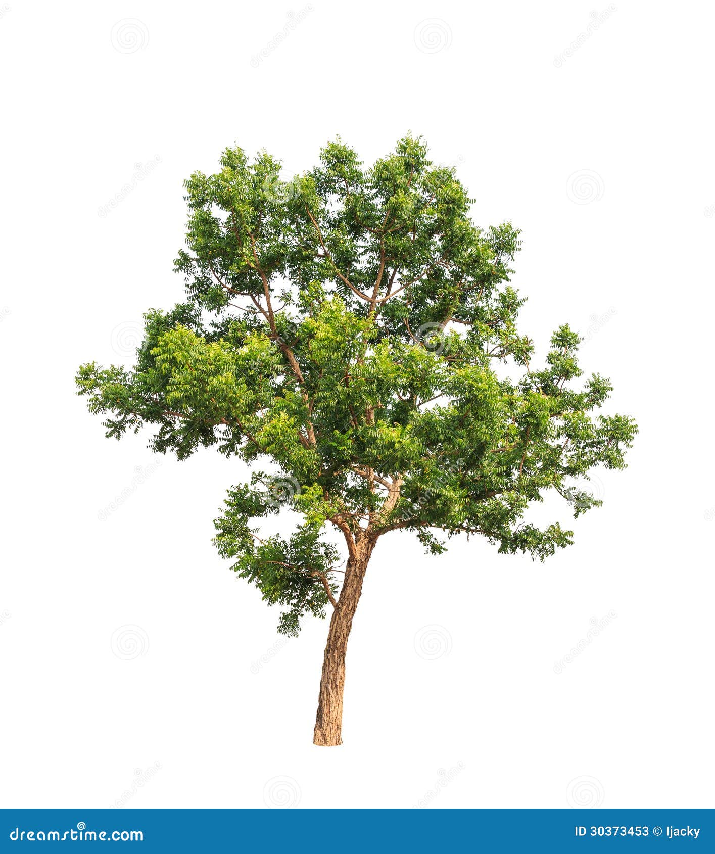 Planta De Neem (Azadirachta Indica) Imagen de archivo - Imagen de selva ...