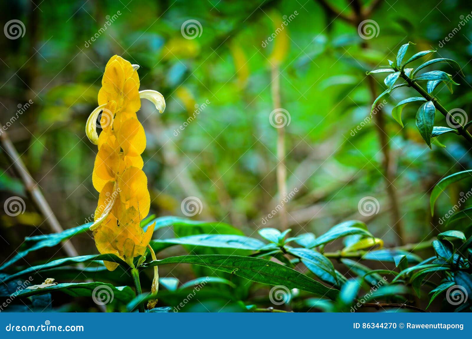 Planta de oro de la vela foto de archivo. Imagen de floral - 86344270