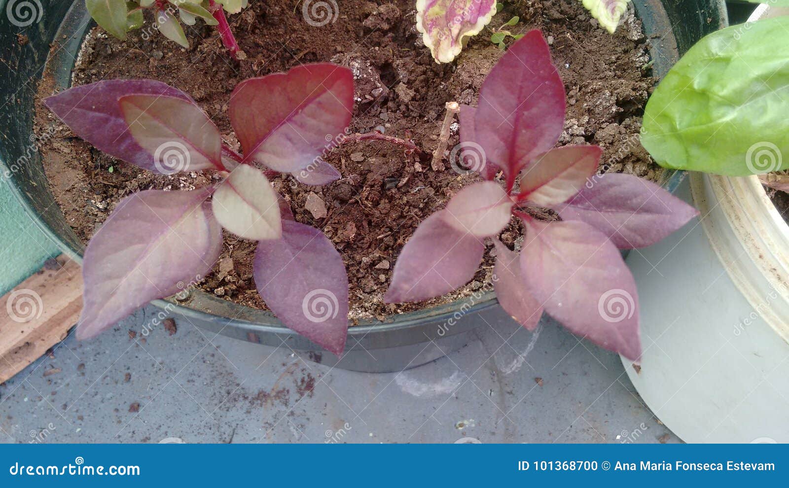 Planta de Periquito foto de stock. Imagem de roxo, nave - 101368700