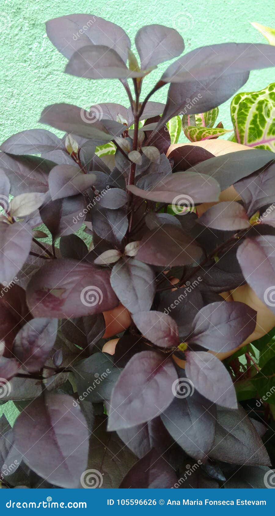 Planta de Periquito foto de archivo. Imagen de planta - 105596626