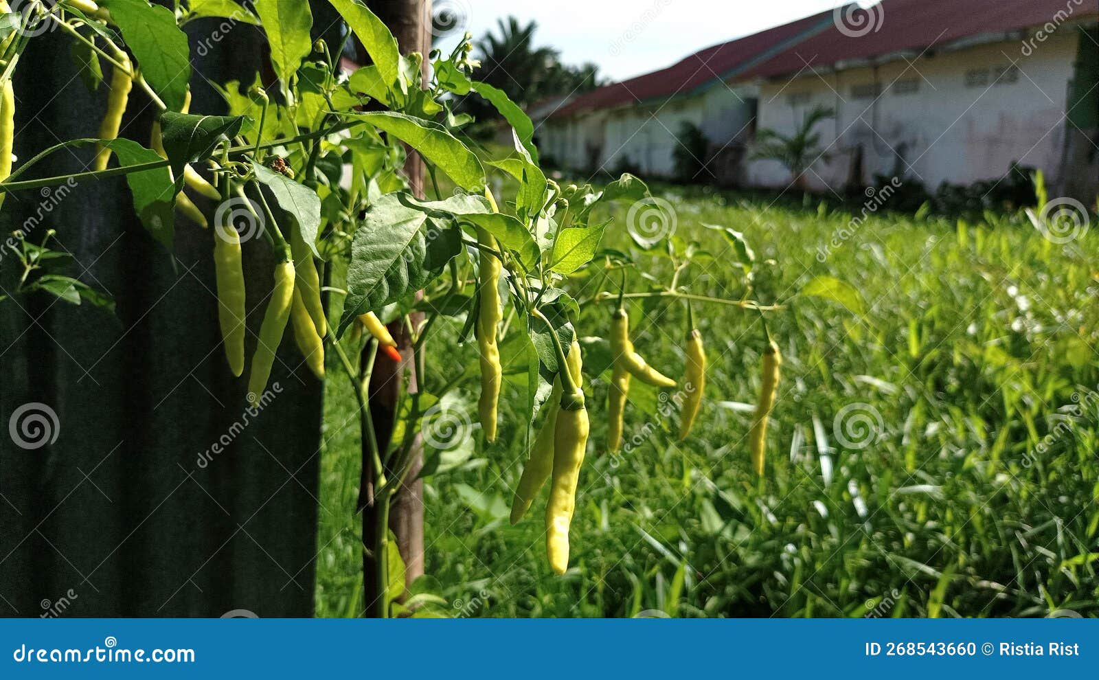 Planta De Pimenta Verde Cultivada Foto de Stock - Imagem de cultivado ...