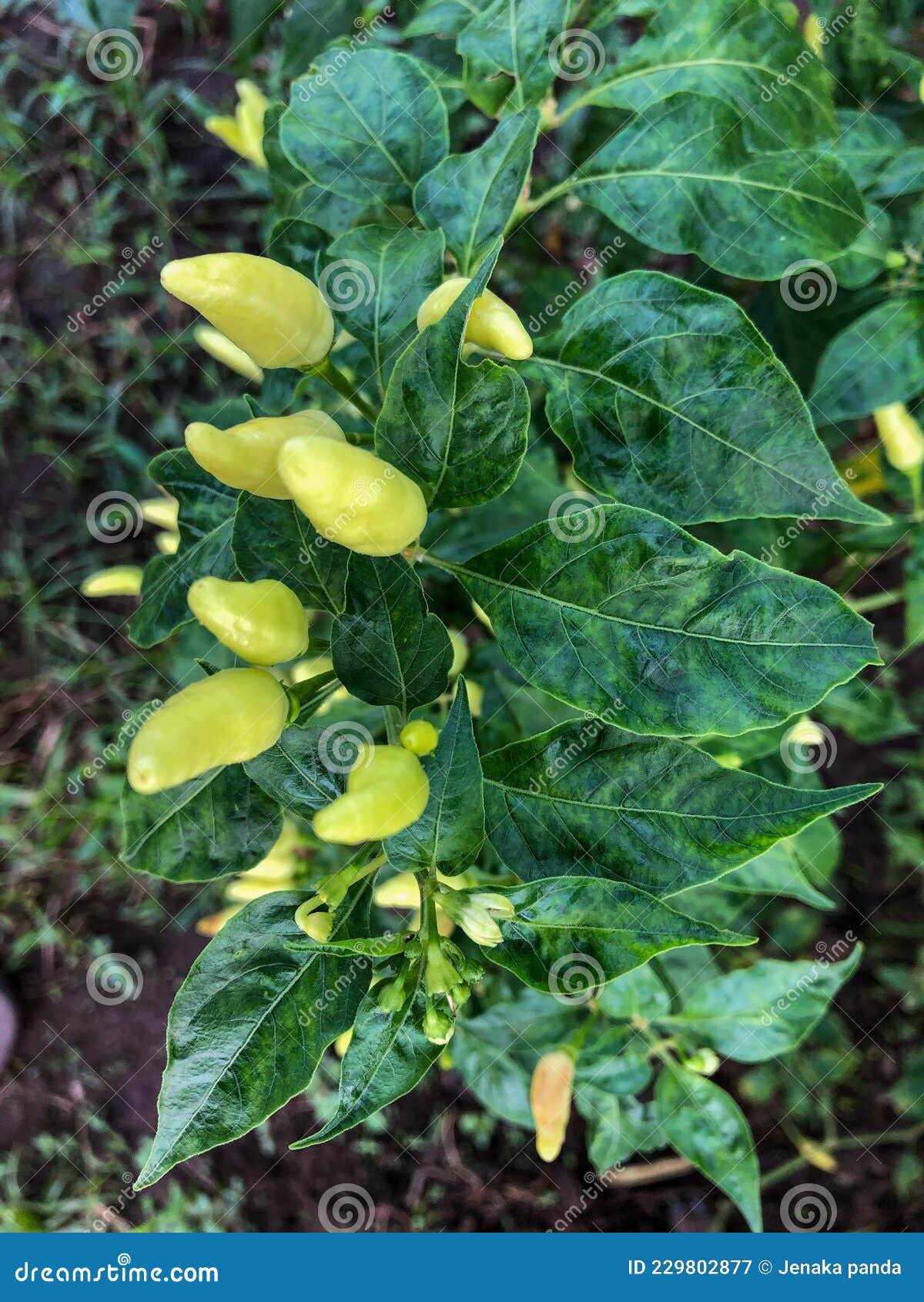 Planta De Pimenta Verde Nele Imagem de Stock - Imagem de folhas, quente ...