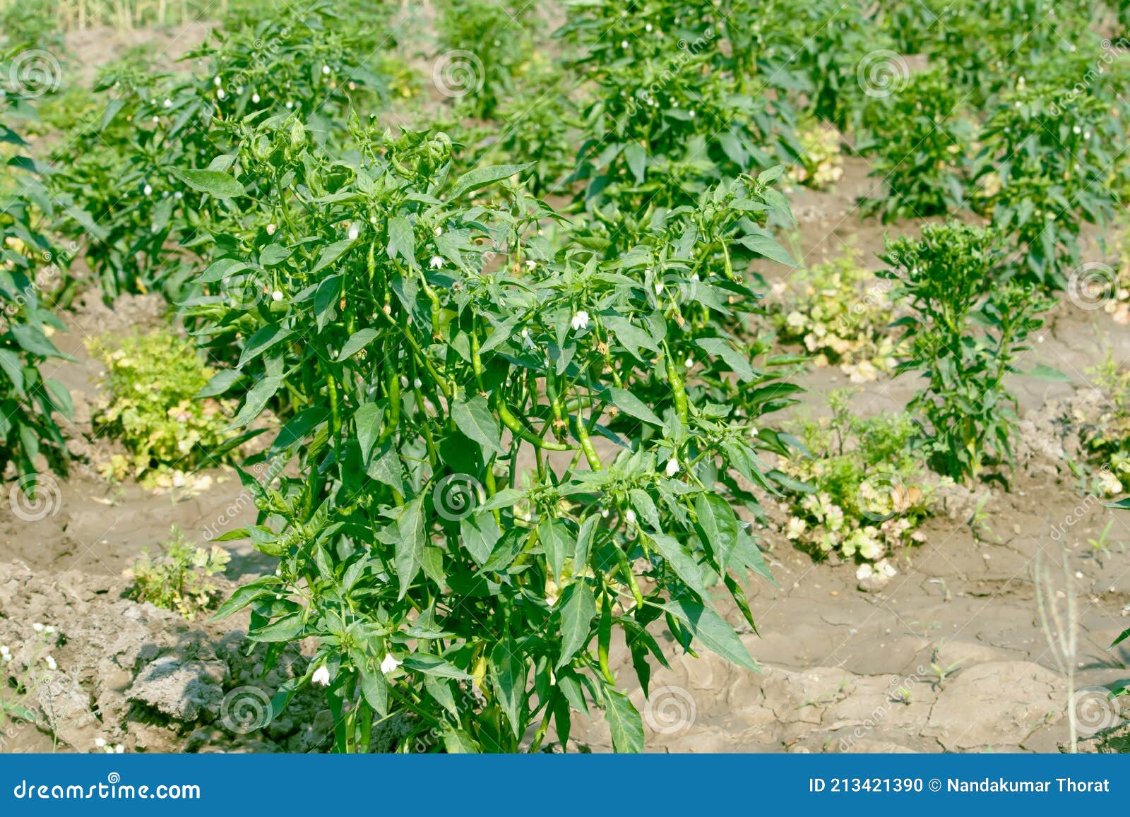 Planta De Pimenta Verde No Campo Foto de Stock - Imagem de colheita ...