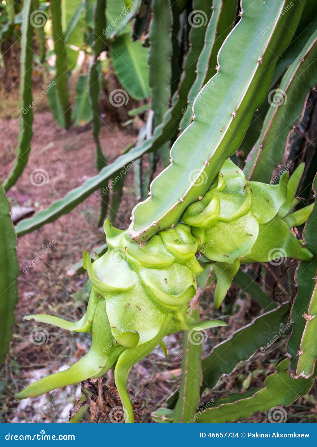 Planta de Pitaya foto de archivo. Imagen de continuar - 46657734