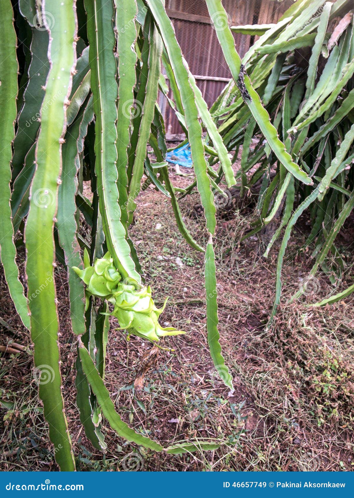 Planta de Pitaya imagen de archivo. Imagen de fresco - 46657749