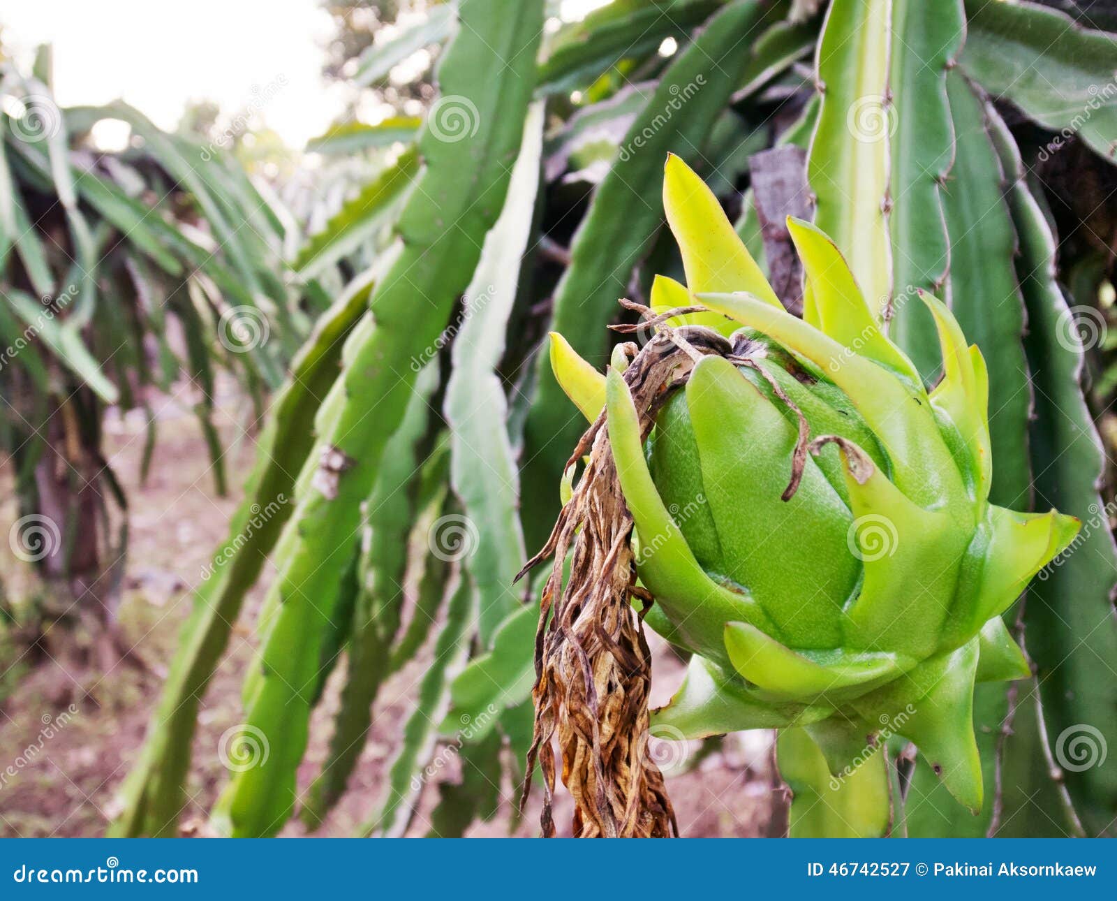 Planta de Pitaya imagem de stock. Imagem de nutriente - 46742527