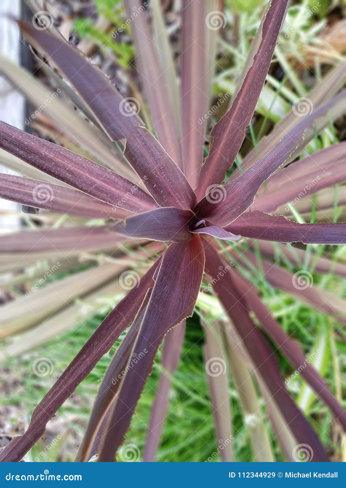 Planta de punta imagen de archivo. Imagen de plantas - 112344929