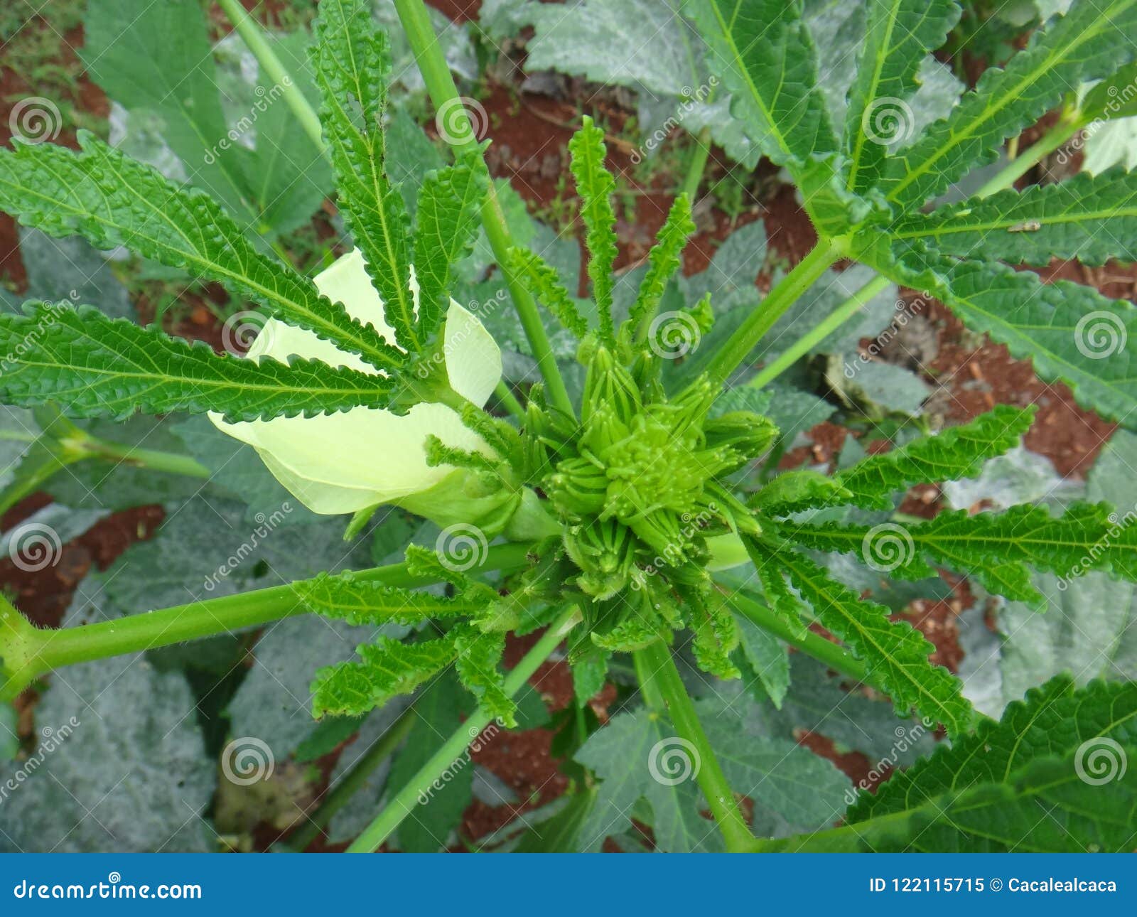 Planta de quingombó imagen de archivo. Imagen de florecimiento - 122115715
